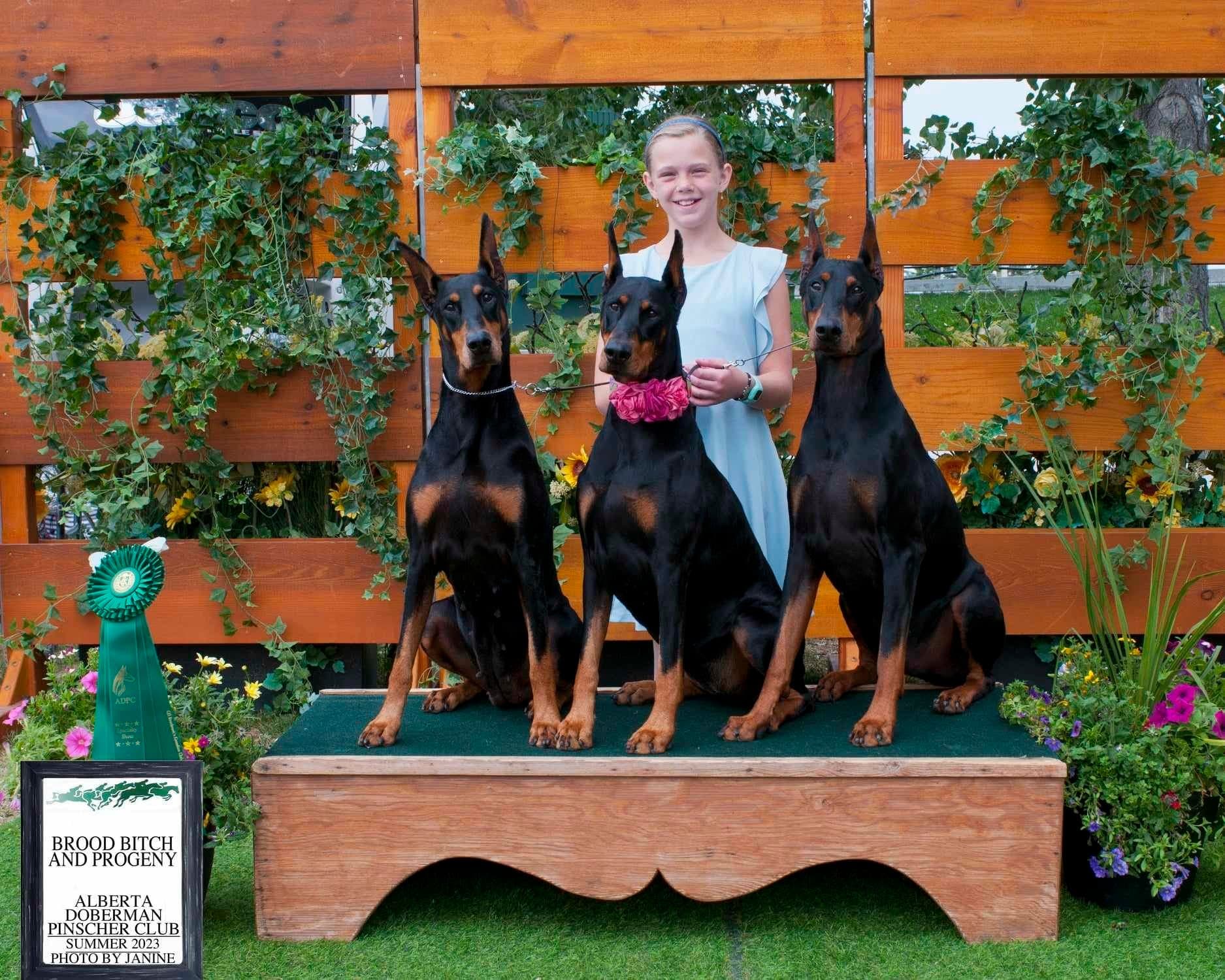 About The Breed | Brauchbar Dobermans